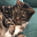 Elsie Fisher: Bio, family, net worth | Celebrities InfoSeeMedia