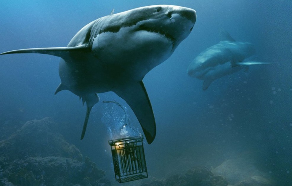 The Top 10 Shark Movies of All Time, Ranked | Celebrities InfoSeeMedia